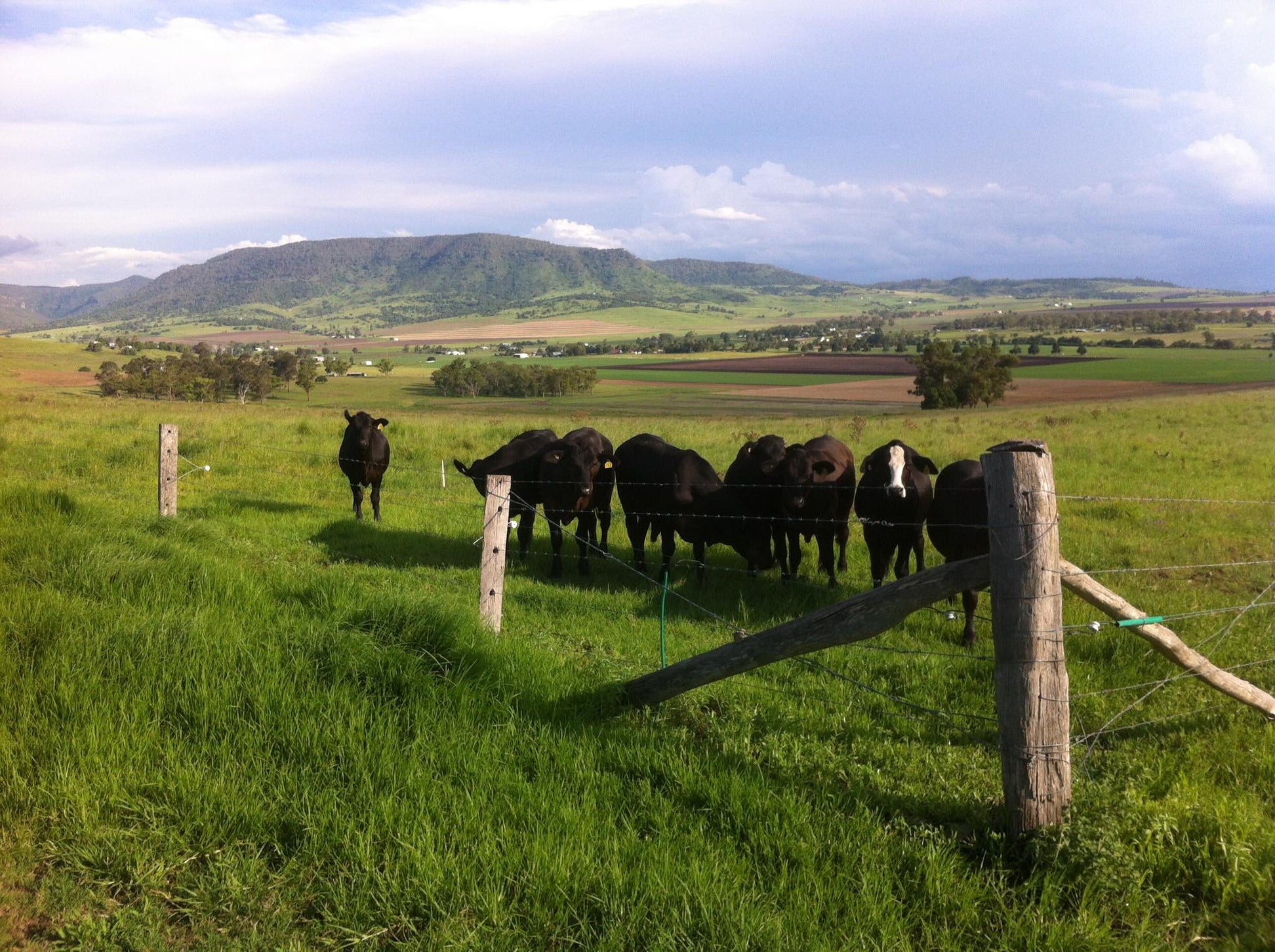 W Carey & Sons Best Quality Meat and Butcher Warwick QLD – W.Carey ...